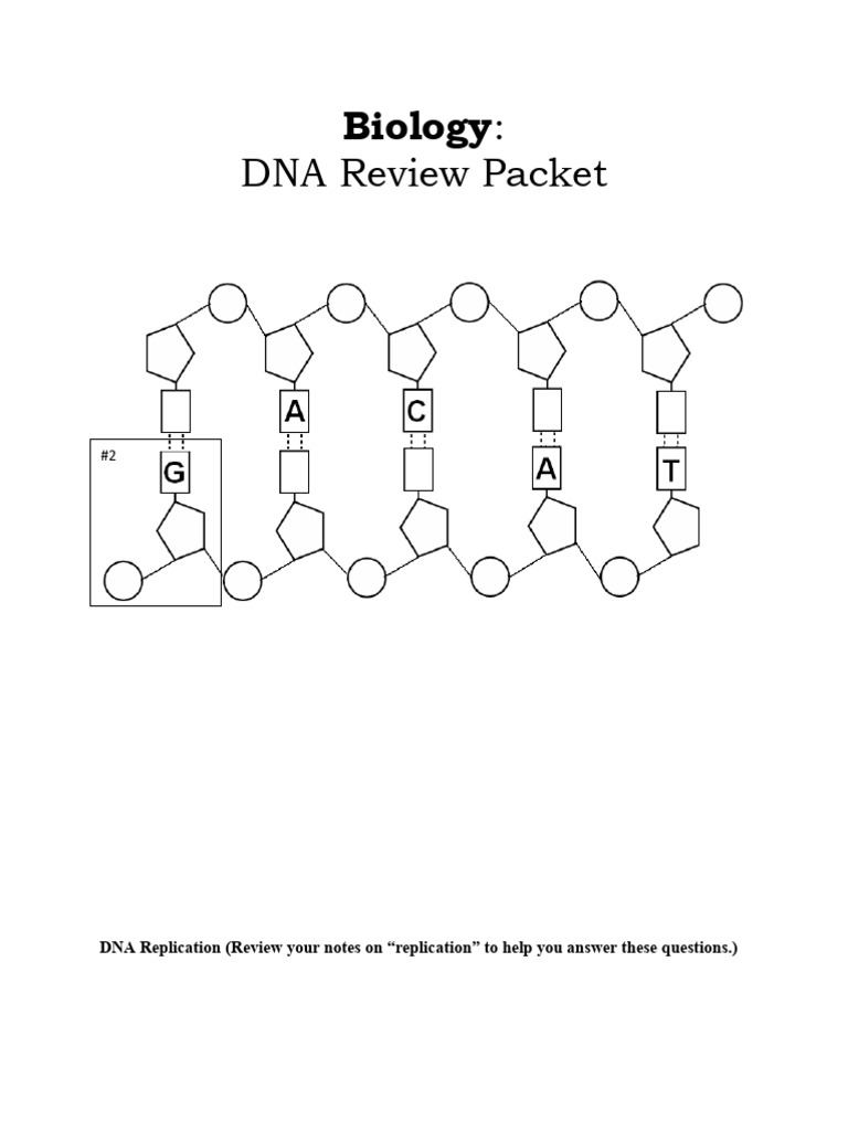 Biology DNA Review Packet RED - 2011 | PDF | Translation (Biology) | Dna