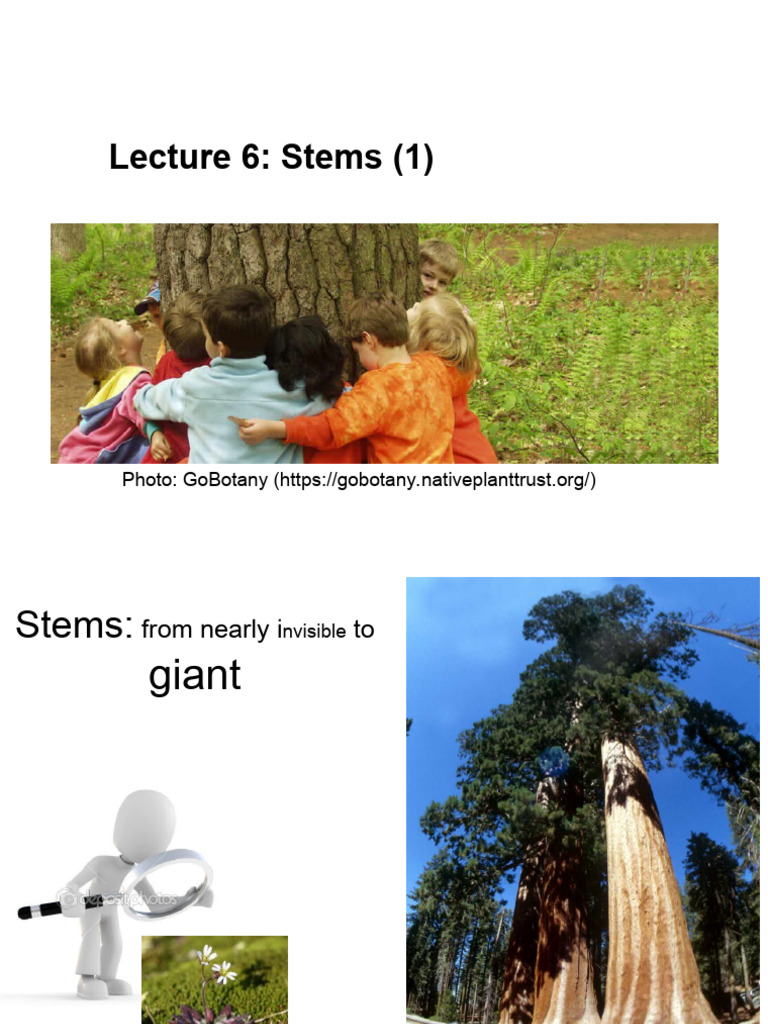 Lecture 6: Stems | PDF | Plant Stem | Leaf