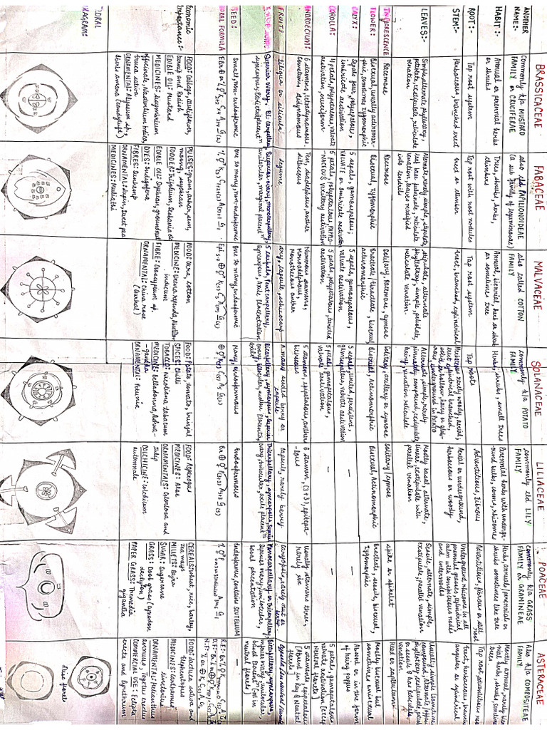 Families Morphology 1 | PDF