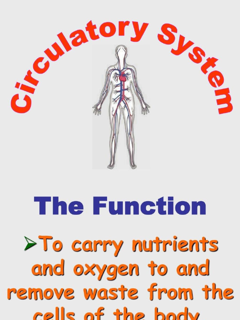 Circulatory System | PDF