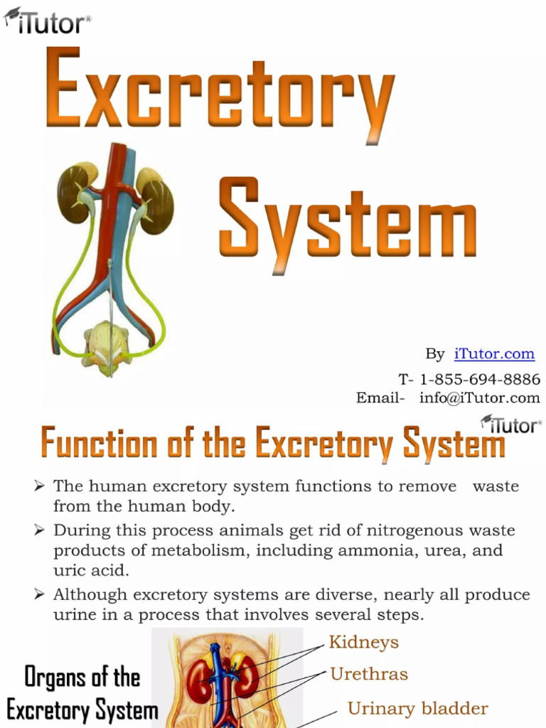 Exectory System | PDF