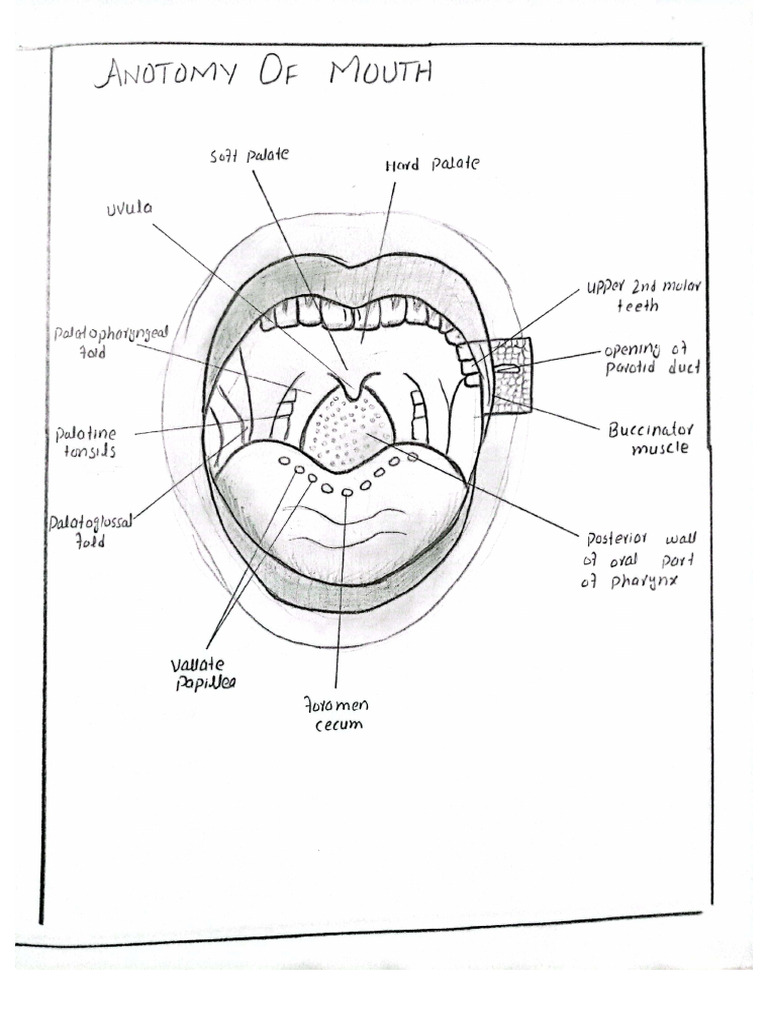 Anotomy Related To Anesthesia Practical 3rd Semester | PDF
