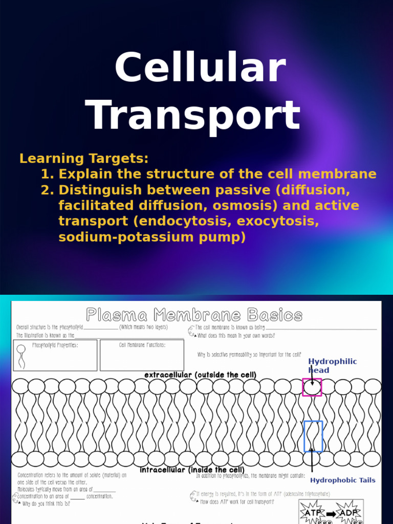 Cell Membrane Transport Mechanisms Explained | PDF | Cell Membrane ...