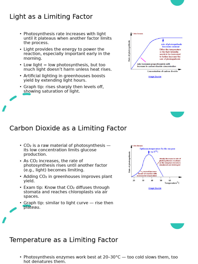 Photosynthesis Lesson - Slides 16-20 | PDF