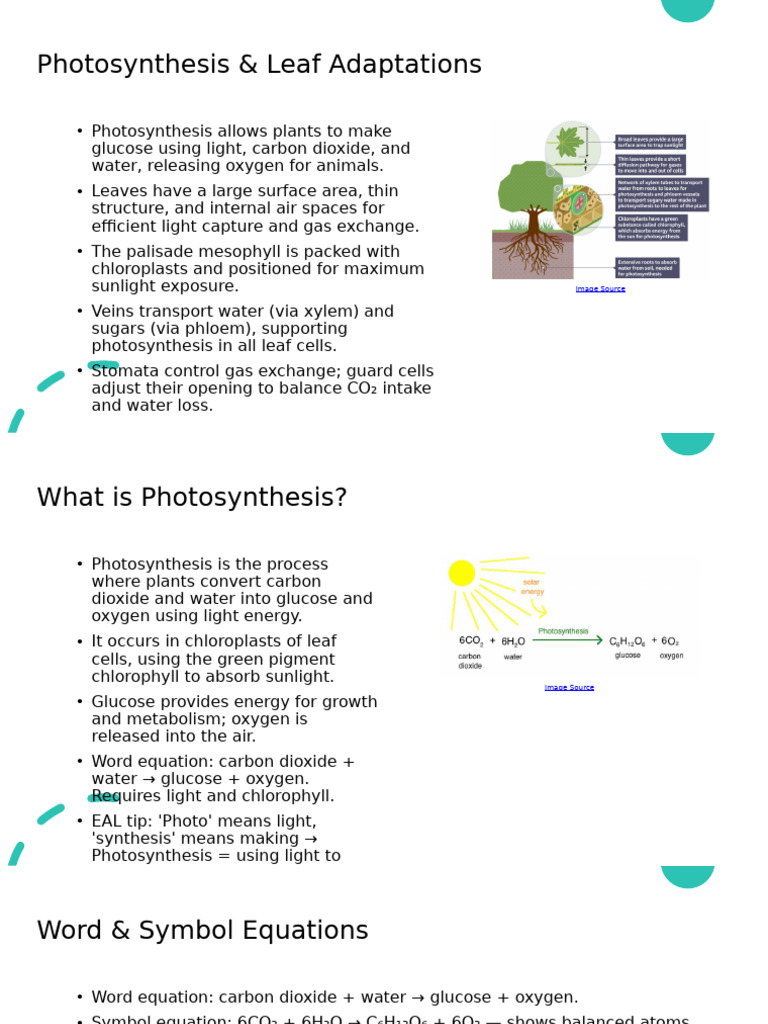 Photosynthesis Lesson - Slides 1-5 | PDF | Photosynthesis | Leaf