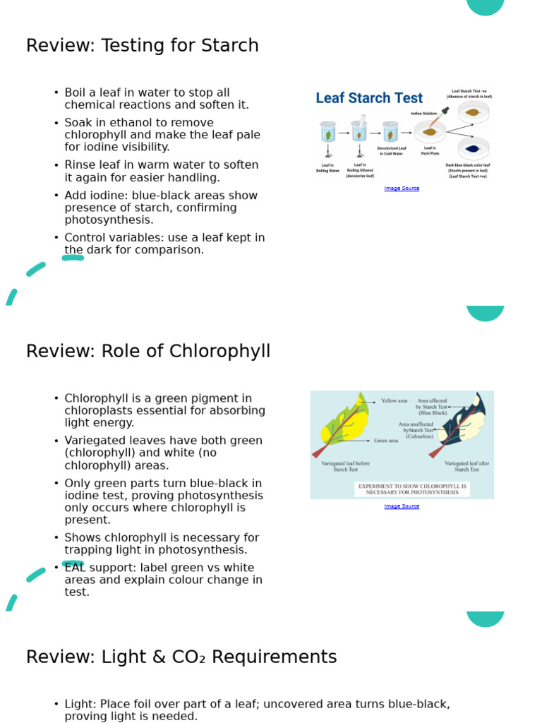 Photosynthesis Lesson - Slides 21-25 | PDF