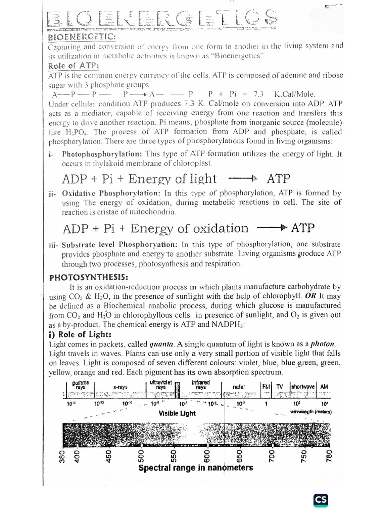Chapter No 4 Bioenergetics | PDF