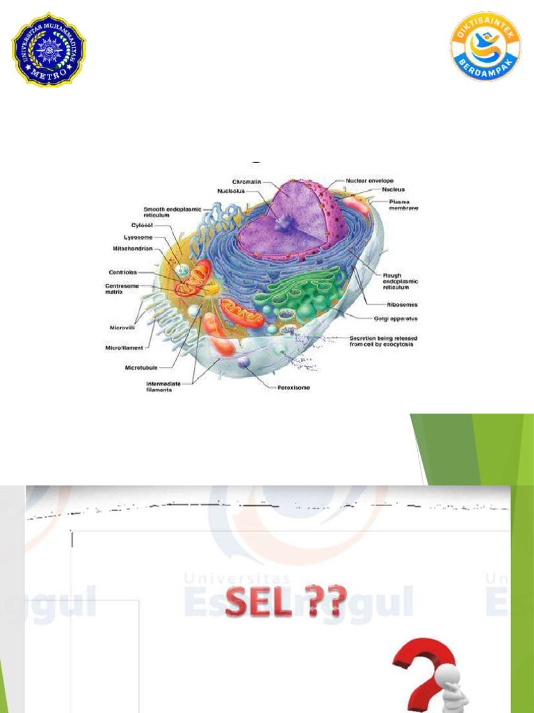Struktur, Fungsi Dan Transport Sel | PDF