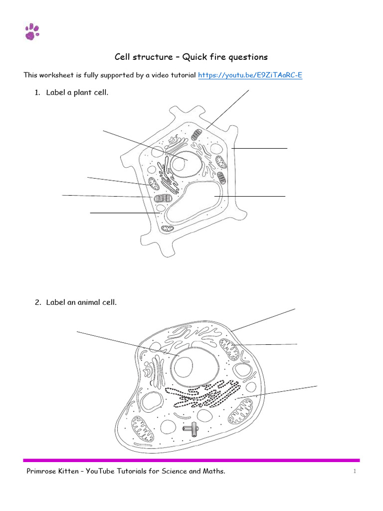 Science & Maths: Cell Structure Quiz | PDF
