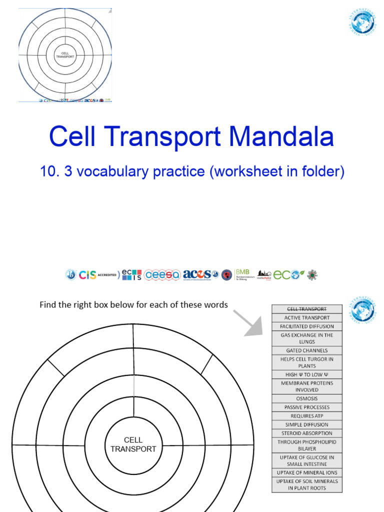 4 Cell Transport Mandala | PDF