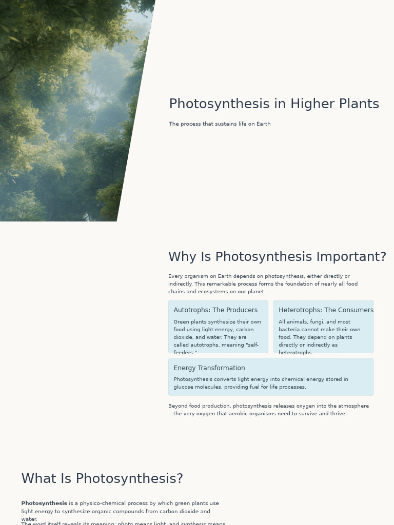 Understanding Photosynthesis in Plants | PDF | Photosynthesis | Chlorophyll