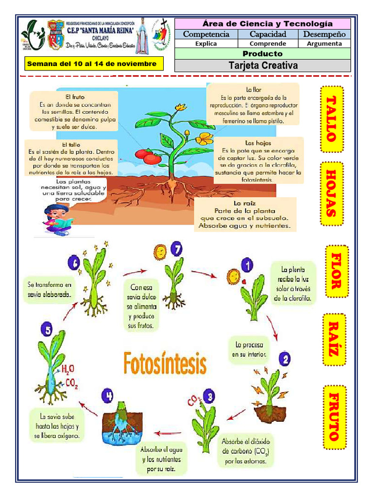 Sesion de Aprendizaje Ciencia y Tecnologia - n14 - La Planta - Ficha | PDF