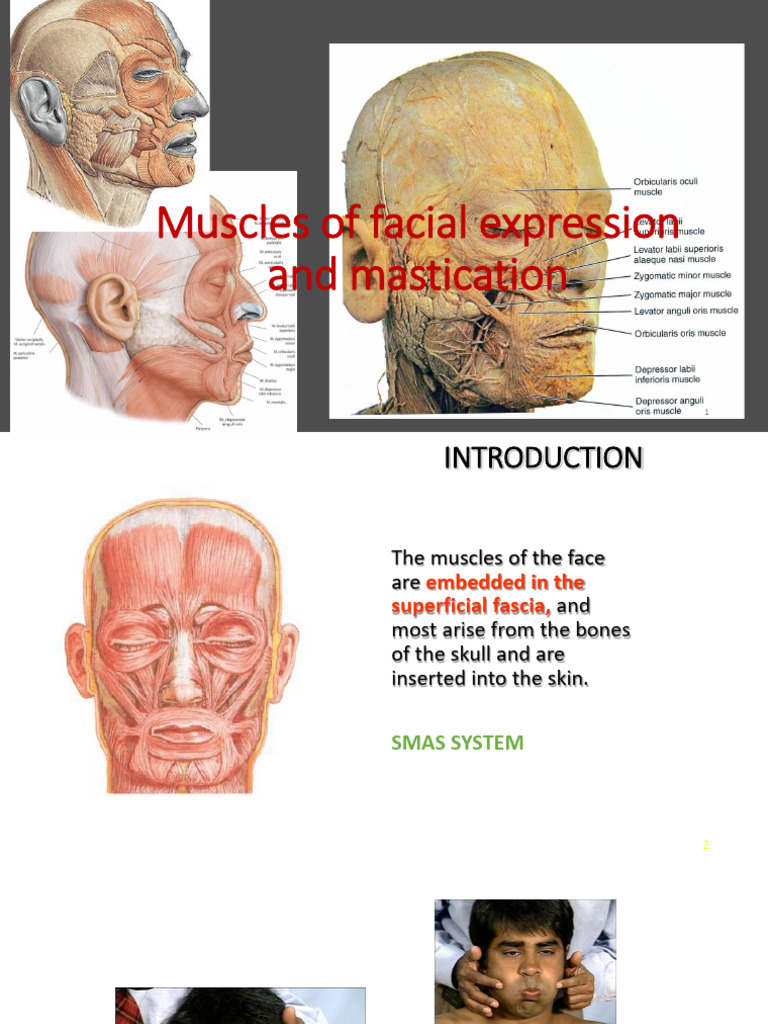 Muscles of Facial Expression and Mastication | PDF | Human Nose | Human ...