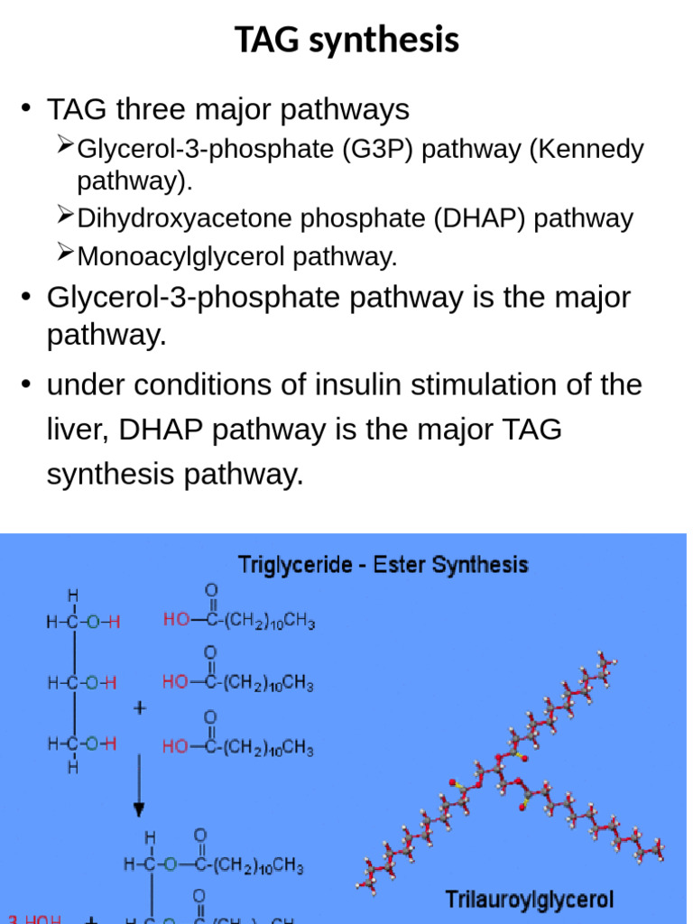TAG Synthesis | PDF | Lipid | Biosynthesis