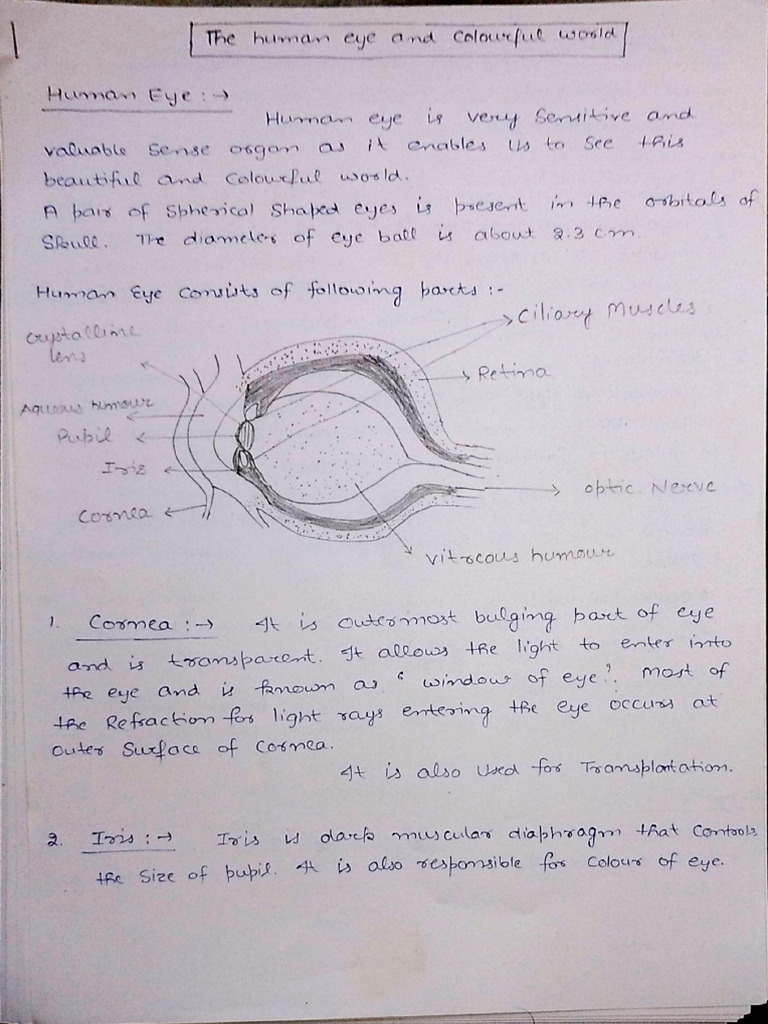 The Human Eye and Colourful World Notes | PDF