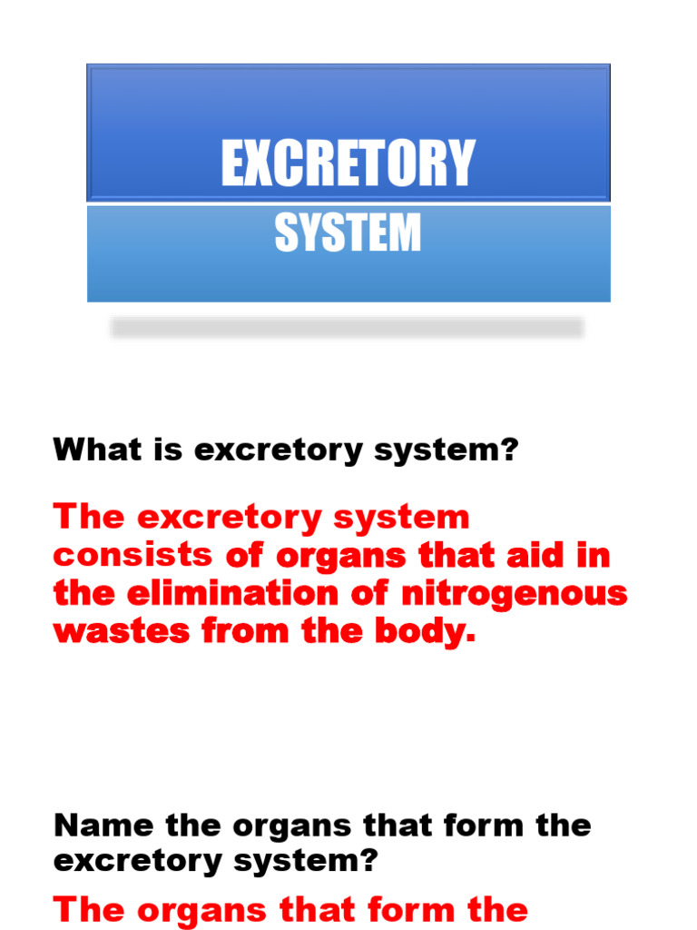 Excretory System | PDF