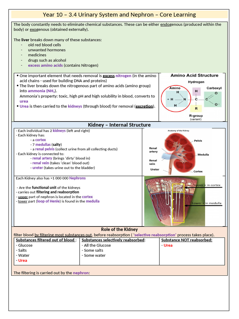 10 3.4 urinary system and nephron | PDF | Kidney | Urinary System