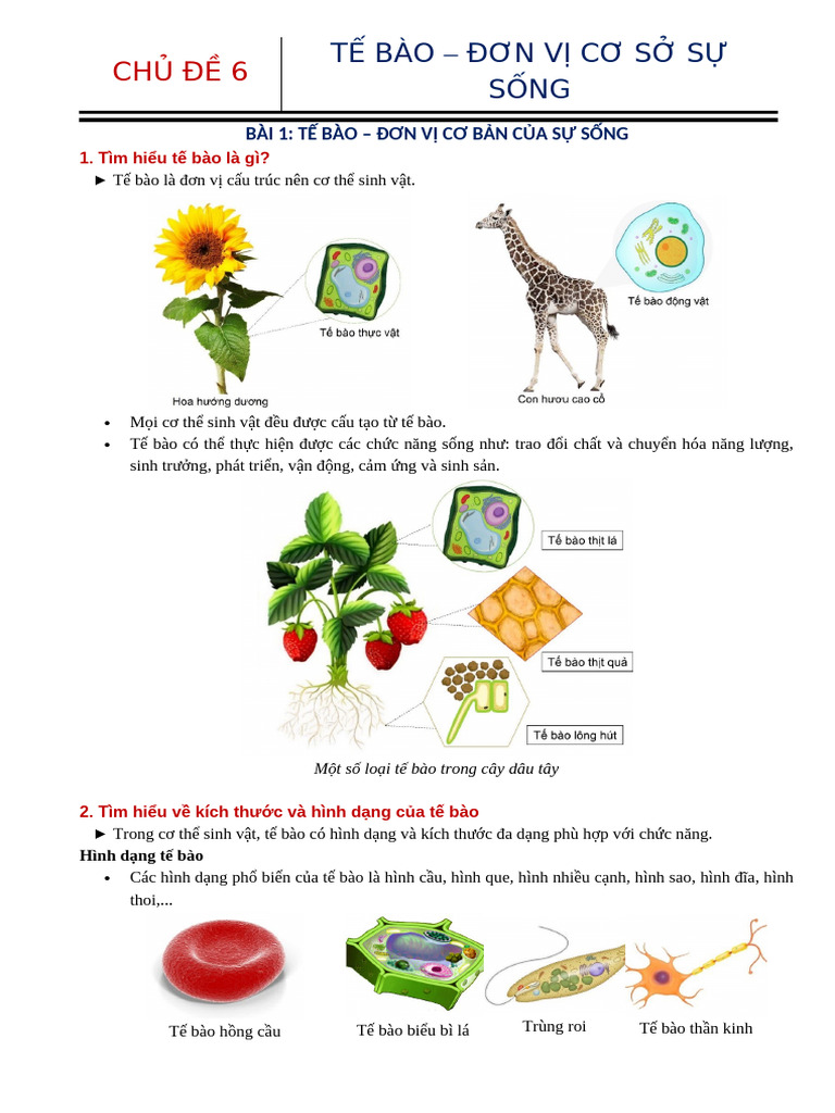 Khtn. Sinh Theo Bài | PDF