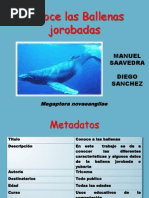 Lectura La Ballena Jorobada Word | PDF | Ungulados | Cetáceos