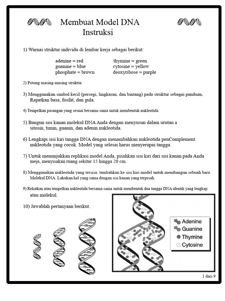 Model DNA (Lembar Potong) | PDF