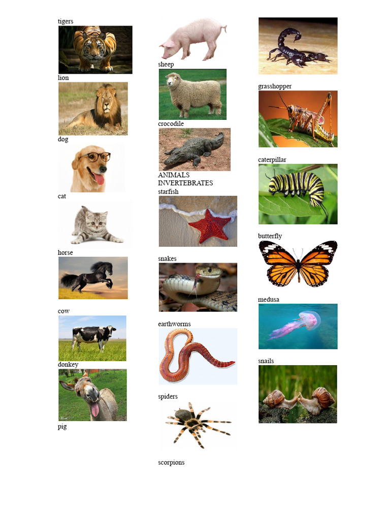 10 Vertebrate and Invertebrate Animals | PDF