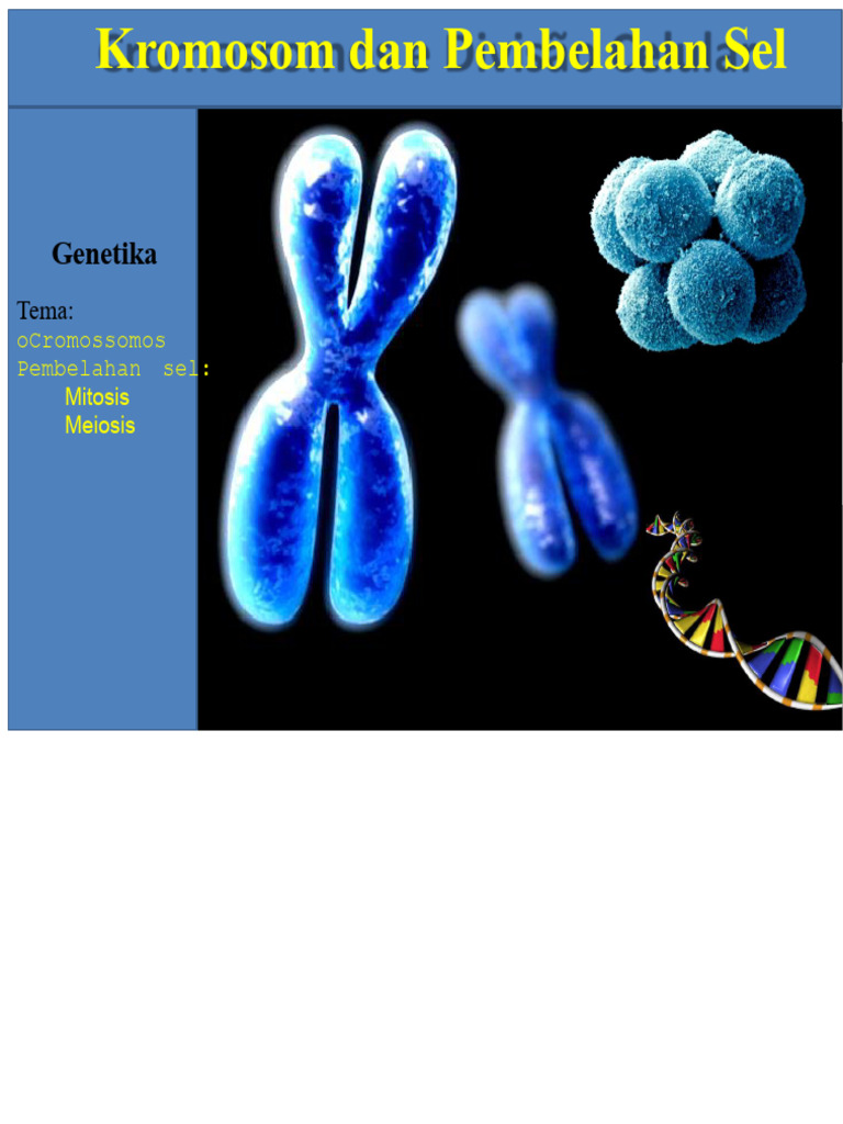 Kromosom dan Pembelahan Sel: Mitosis & Meiosis | PDF