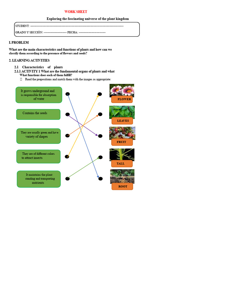 Learning Sheet Kingdom Plantae Solved | PDF | Petal | Plants