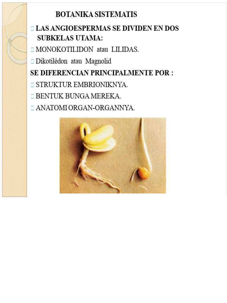 Perbedaan Monokotil dan Dikotil | PDF