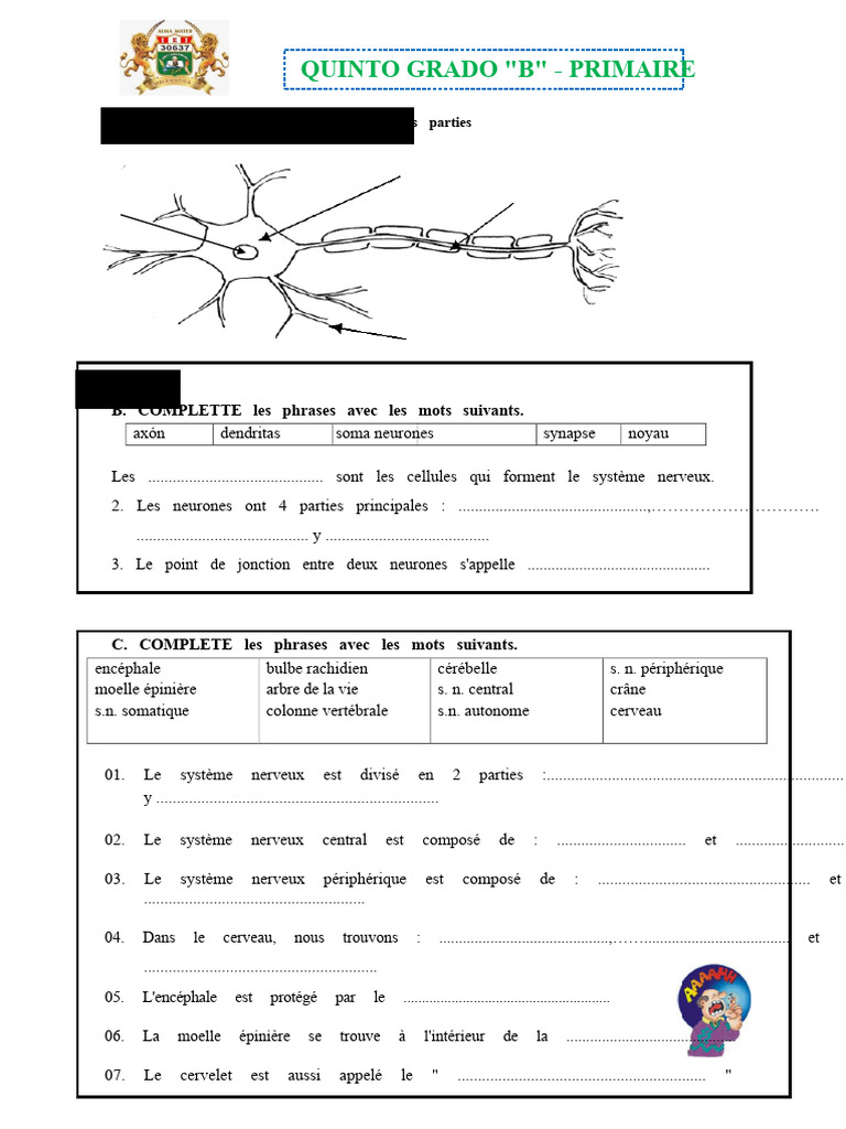 Activités sur le Système Nerveux | PDF | Système nerveux | Cerveau
