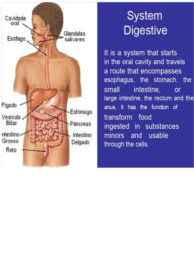 Diseases of The Digestive System | PDF | Gastrointestinal Tract | Human ...