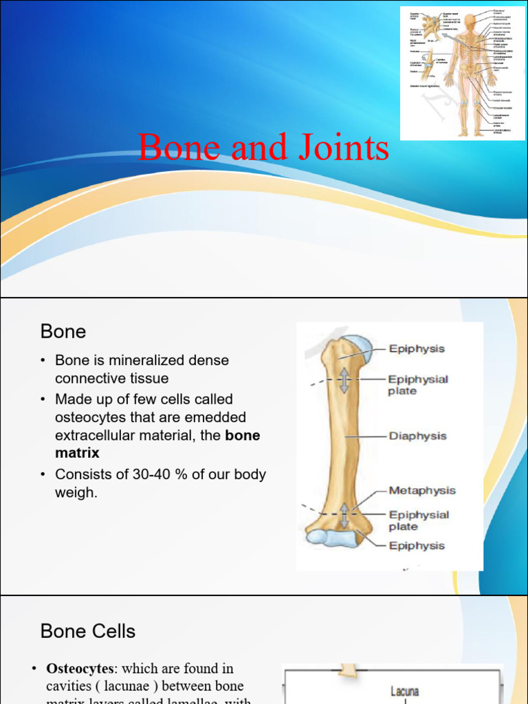 Understanding Bone and Joint Anatomy | PDF | Anatomical Terms Of Motion ...