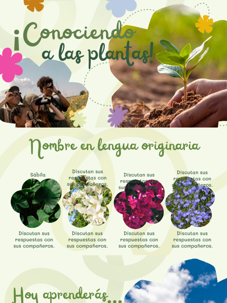 Clasificación y Importancia de las Plantas | PDF | Plantas | Biología