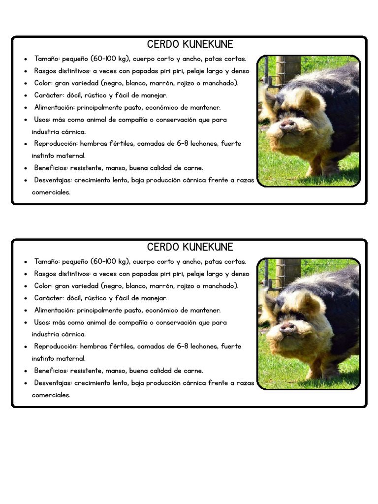 Cerdo Rey y Jesu | PDF | Cerdo | Carne
