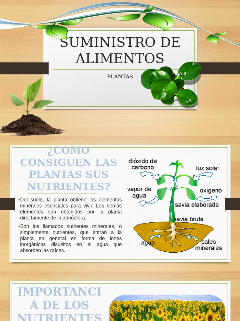 SUMINISTRO DE ALIMENTOS | PDF | Hoja | Plantas