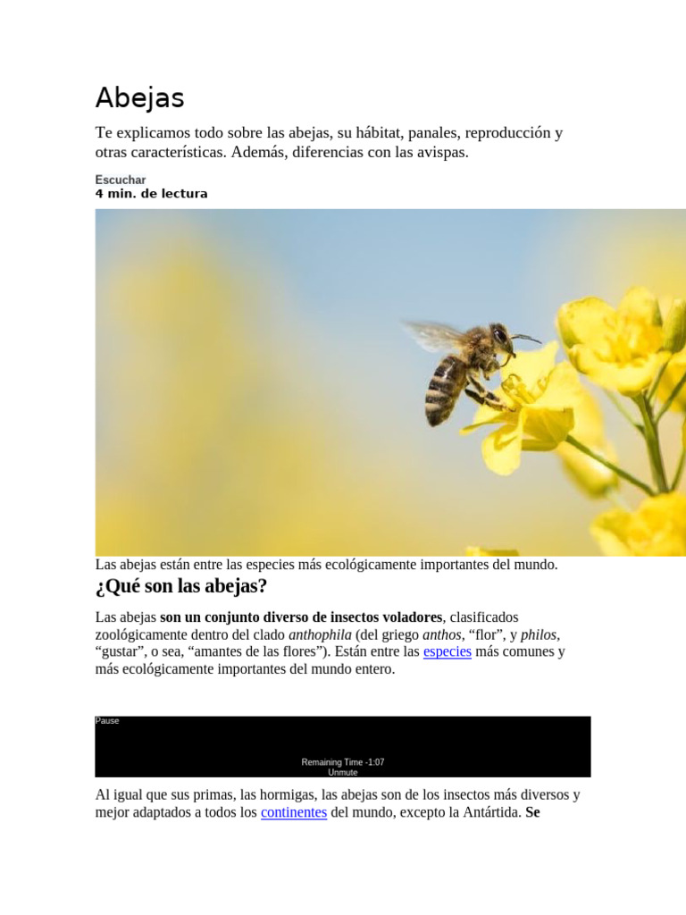 Todo sobre las abejas: hábitat y características | PDF | Abejas | Avispa