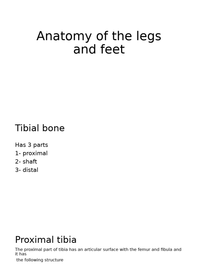 Anatomy of The Legs and Feet | PDF
