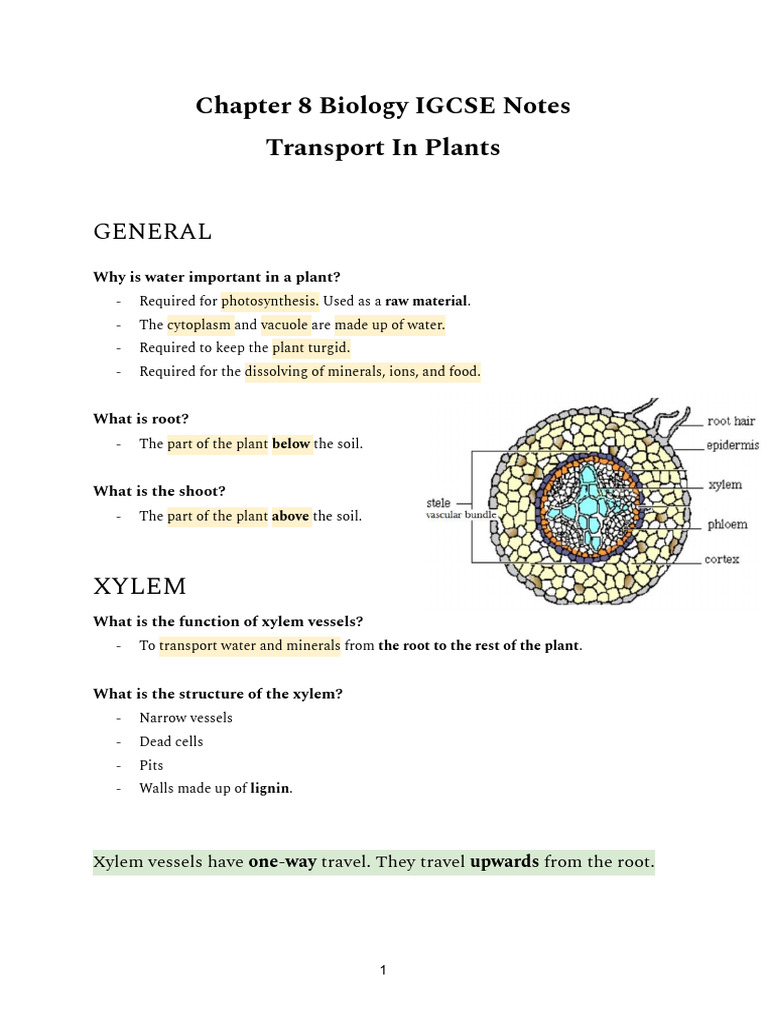 Plant Transport Mechanisms Explained | PDF | Organisms | Plant Morphology