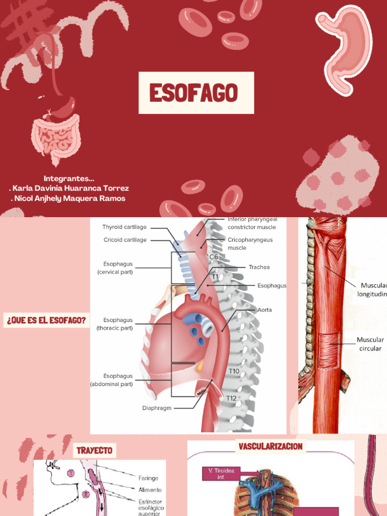 Estructura y Función del Esófago | PDF