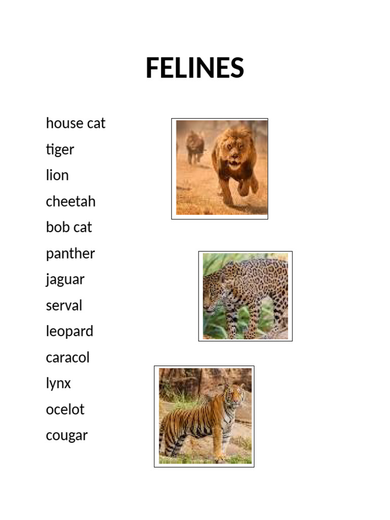 Felines | PDF