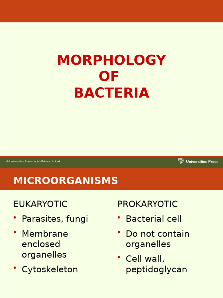 Morphology of Bacteria | PDF | Bacteria | Cell (Biology)