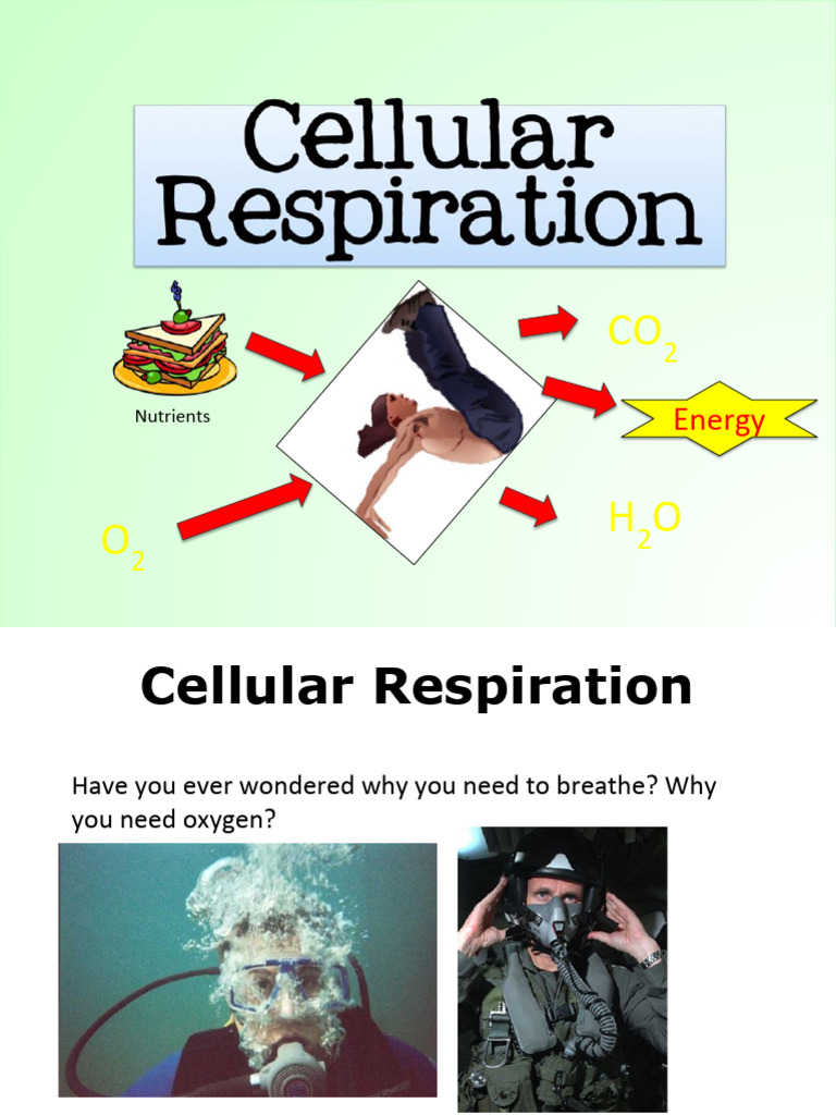Cellular Respiration Study Notes | PDF | Cellular Respiration ...