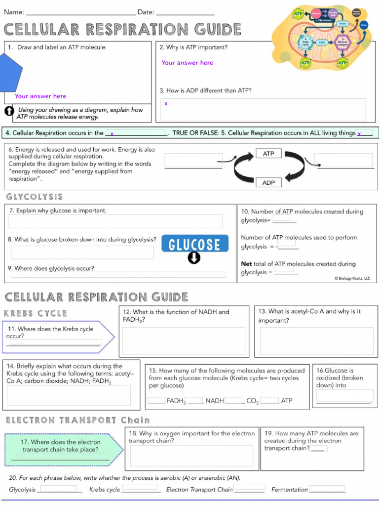 Cellular Respiration Review | PDF