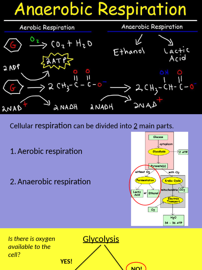 Aerobic vs Anaerobic Respiration Explained | PDF | Cellular Respiration ...