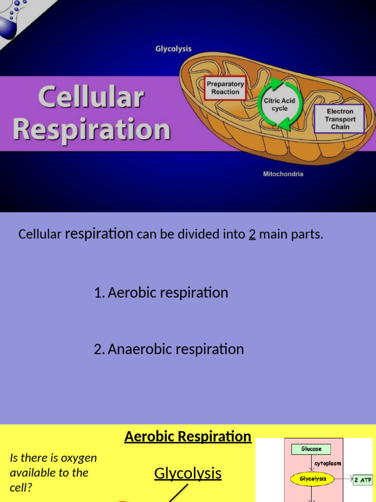 Aerobic vs Anaerobic Respiration Explained | PDF