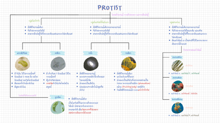 Protist | PDF