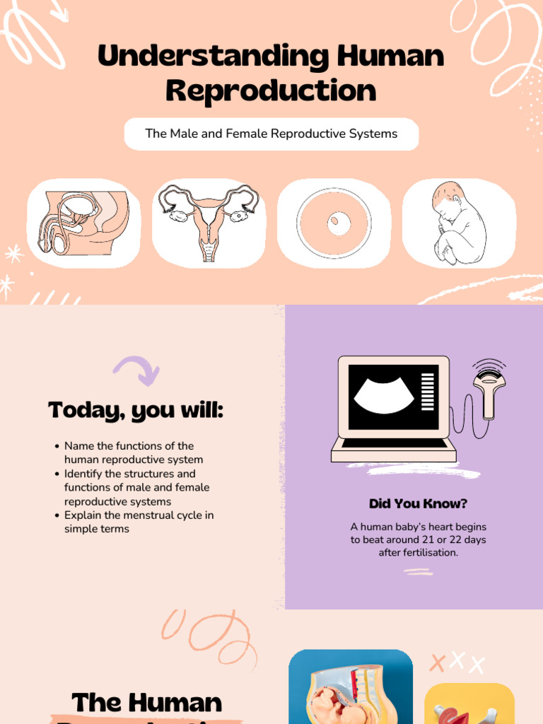 Human Reproductive System Overview | PDF | Reproductive System ...