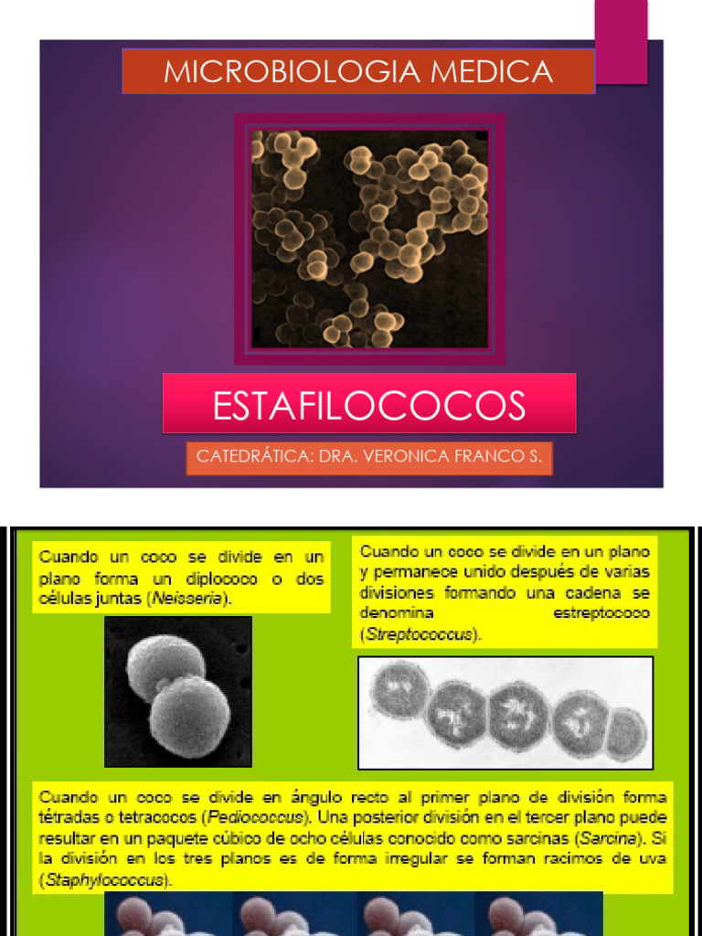 Características y Patología de Estafilococos | PDF | Staphylococcus ...