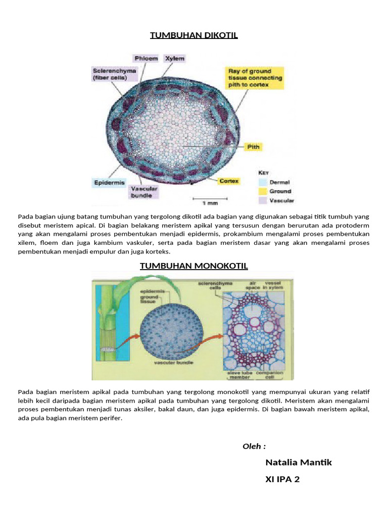 Tumbuhan Dikotil Dan Monokotil | PDF