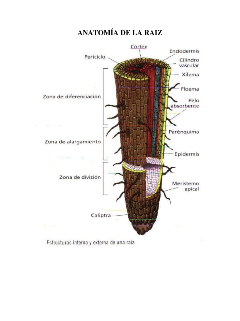 Anatomia De Raiz : PARTES de la RAÍZ y sus FUNCIONES – EWIEUN