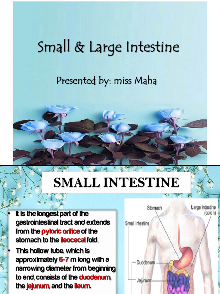 Small & Large Intestine | PDF